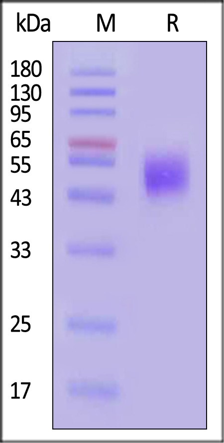 Human Nectin-1 / PVRL1 / CD111 Protein, His Tag | ACROBiosystems
