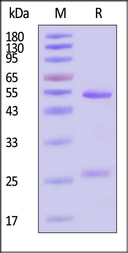 Monoclonal Anti-SFTS-Gn Antibody, Human IgG1 (1G12) (MALS verified ...