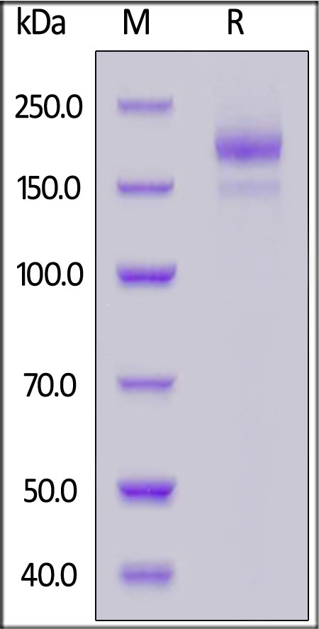 MERS Spike protein trimer (R748A, R751A, V1060P, L1061P), His Tag (MALS ...