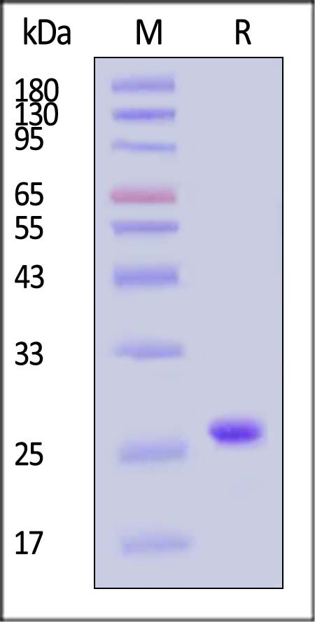 SUMO Protease | ACROBiosystems