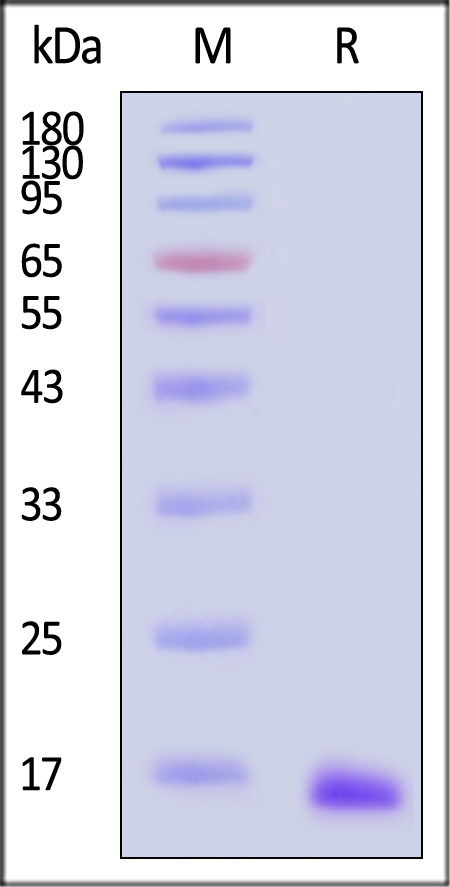 Human Tau-441 K18 Pre-formed Fibrils Protein, Tag Free | ACROBiosystems