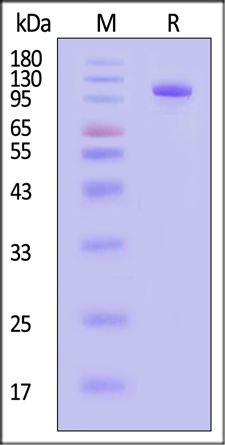 Human Transferrin R / CD71 Protein, Fc Tag (MALS verified) | ACROBiosystems