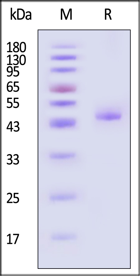 Mouse TNF-alpha Protein, Fc Tag, active trimer (MALS verified ...