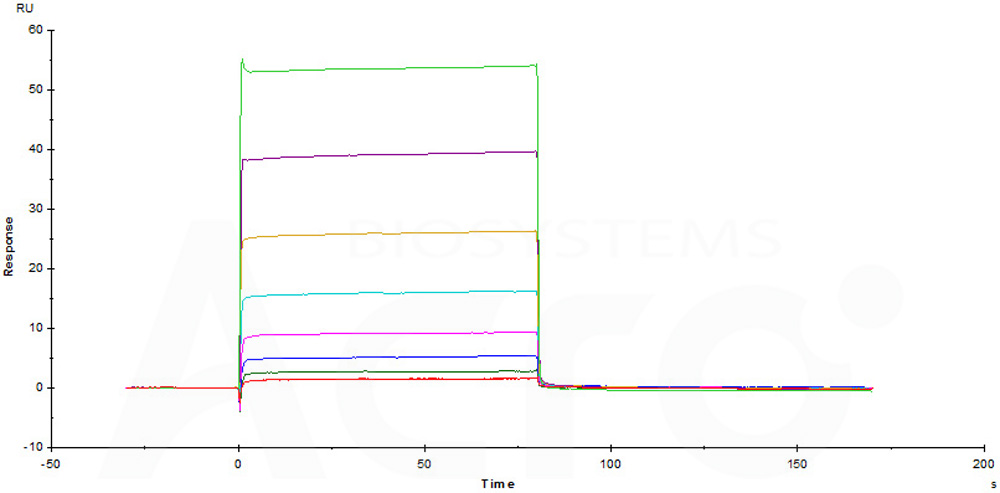 Human Fc gamma RIIB/C (CD32b/c) Protein, His Tag, low endotoxin (SPR ...