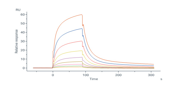 Human Transferrin R / CD71 Protein, Fc Tag (MALS verified) | ACROBiosystems