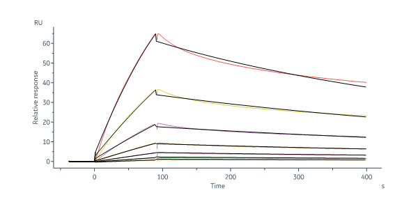 Human Transferrin R / CD71 Protein, Fc Tag (MALS verified) | ACROBiosystems