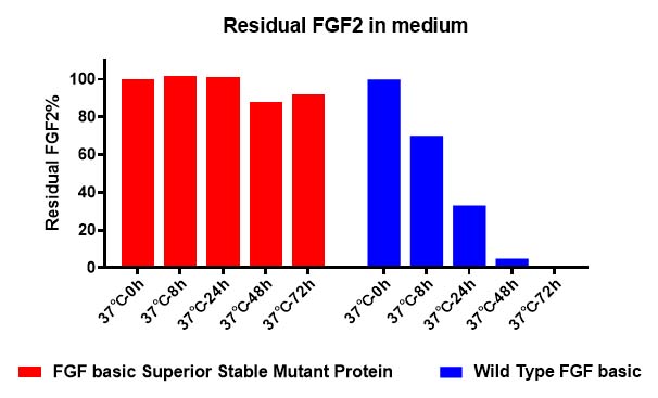 Human FGF basic Superior Stable Mutant Protein, premium grade ...