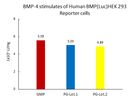 GMP Human BMP-4 / BMP2B (improved sequence) Protein | ACROBiosystems