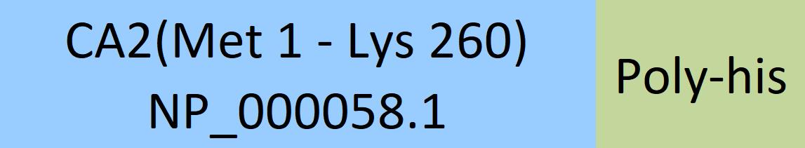 Human Carbonic Anhydrase II / CA2 Protein, His Tag | ACROBiosystems