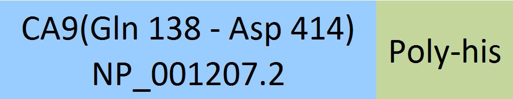 Human Carbonic Anhydrase IX / CA9 (138-414) Protein, His Tag (MALS ...