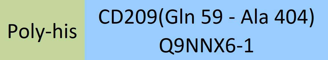 Human CD209 / DC-SIGN Protein, His Tag | ACROBiosystems