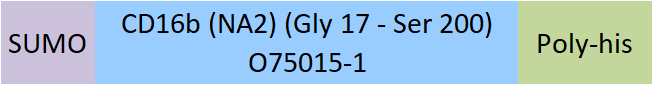 Human Fc gamma RIIIB / CD16b (NA2) Protein, SUMO,His Tag (MALS & BLI ...