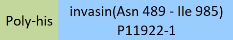 Yersinia pseudotuberculosis invasin Protein, His Tag, premium grade ...