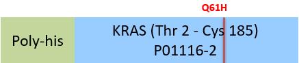 Human KRAS (Q61H) Protein, His Tag (active enzyme) | ACROBiosystems