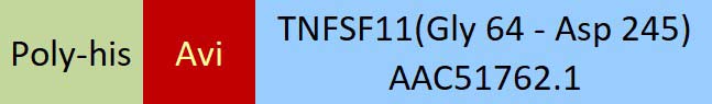 Biotinylated Human TNFSF11 / RANKL / CD254 Protein, His,Avitag™, active ...