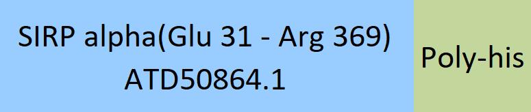Human SIRP alphaV2 / CD172a Protein, His Tag, low endotoxin (MALS ...