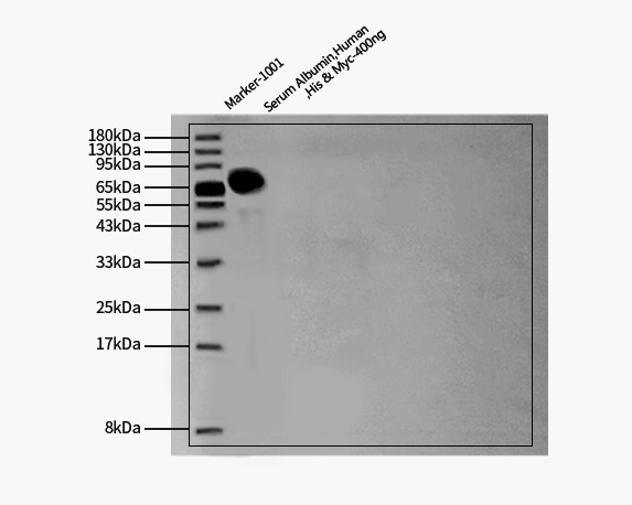 Anti c-Myc Tag Monoclonal Antibody (9E10) | ACROBiosystems