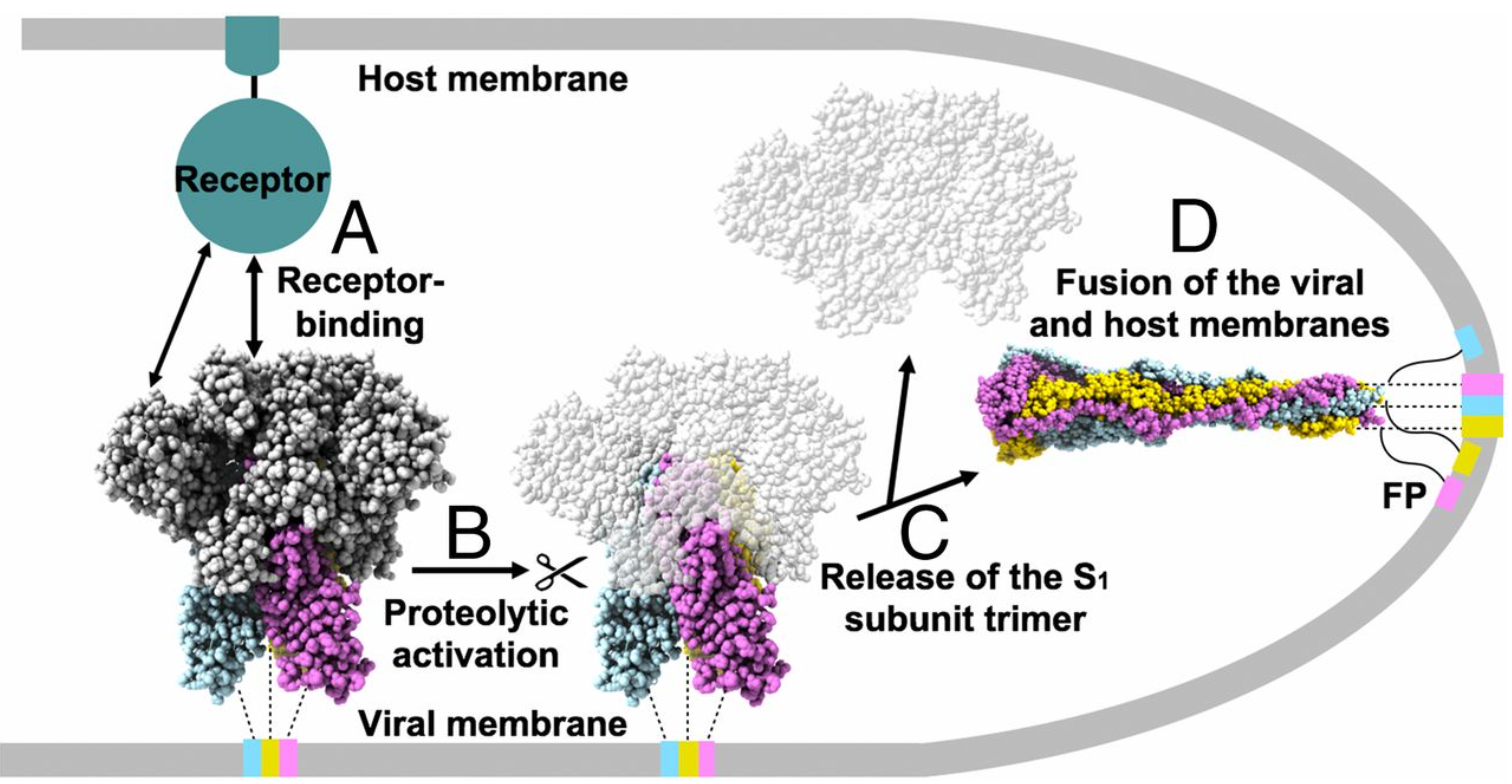 Recombinant Spike Protein Trimer: more powerful than you think ...