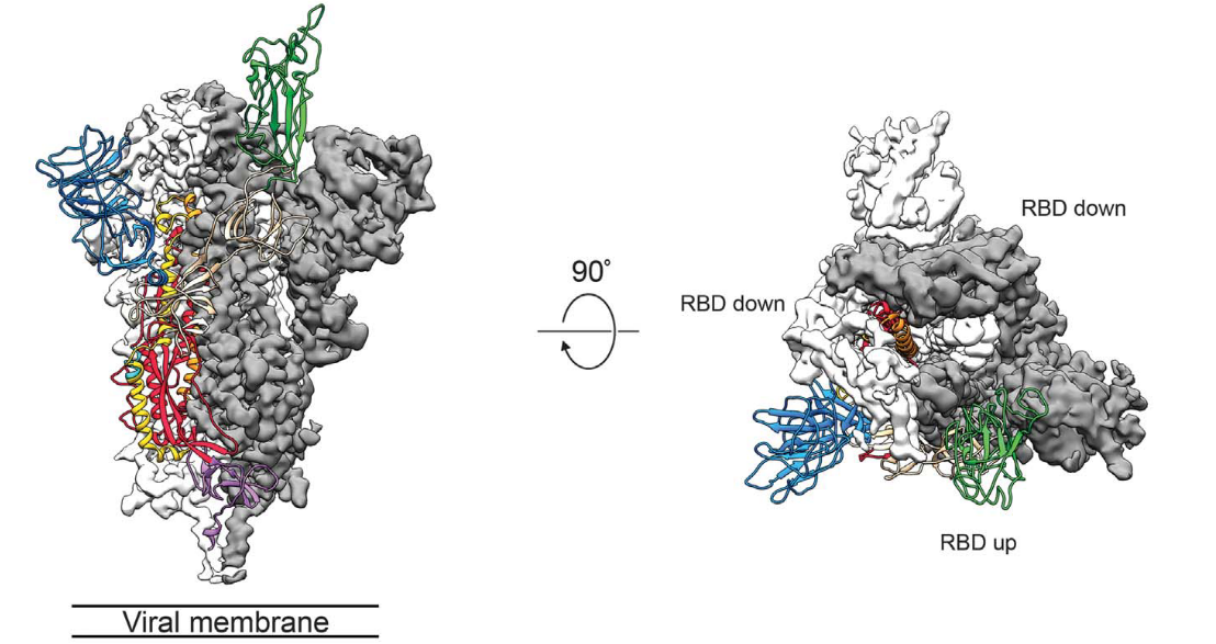 Recombinant Spike Protein Trimer: more powerful than you think ...