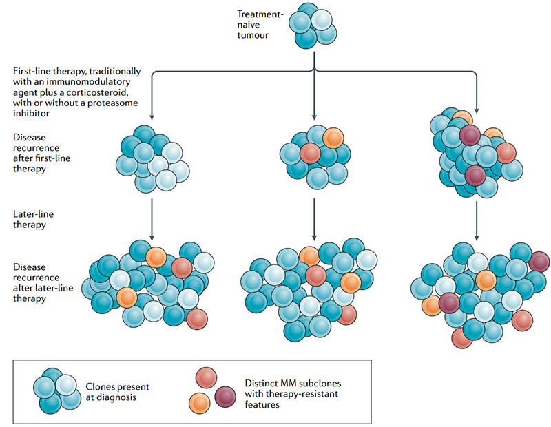 GPRC5D, the next hot target for multiple myeloma immunotherapy ...