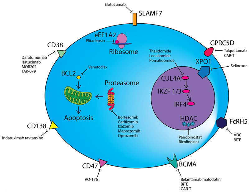 GPRC5D, the next hot target for multiple myeloma immunotherapy ...