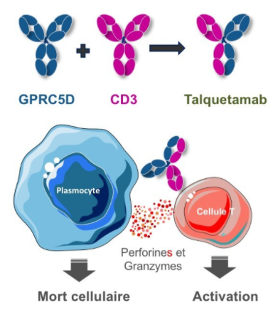 GPRC5D, the next hot target for multiple myeloma immunotherapy ...