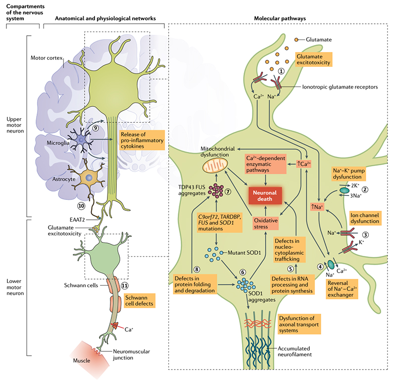 Amyotrophic Lateral Sclerosis: Pathology, Epidemiology, Pathogenesis ...