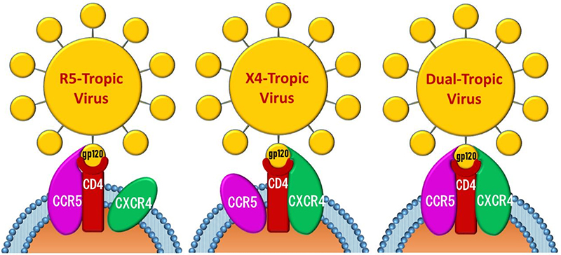 【Inspiring Target】CXCR4 and CCR5, Promising Targets for HIV and Tumor ...
