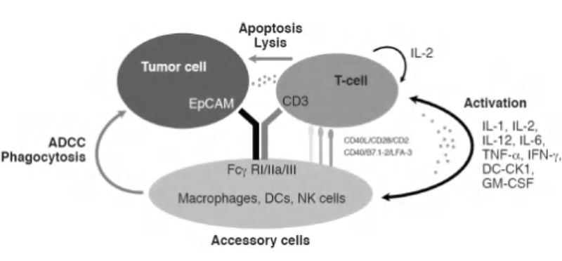Augmenting Immunotherapy Research: in Vitro Functional Assays using ...