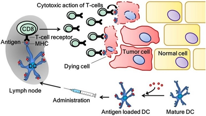 Harnessing Growth Factors and Cytokines for Enhanced Dendritic Cell (DC ...
