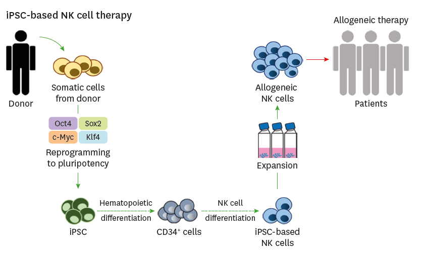 Unleashing Full Potential of iPSC Derived Allogeneic Cell Therapies ...
